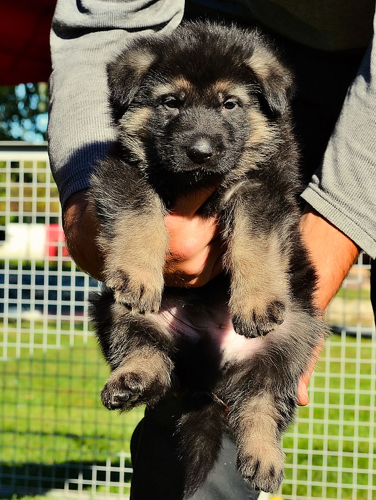german shepherd puppies in ontario, dog, trainer, training